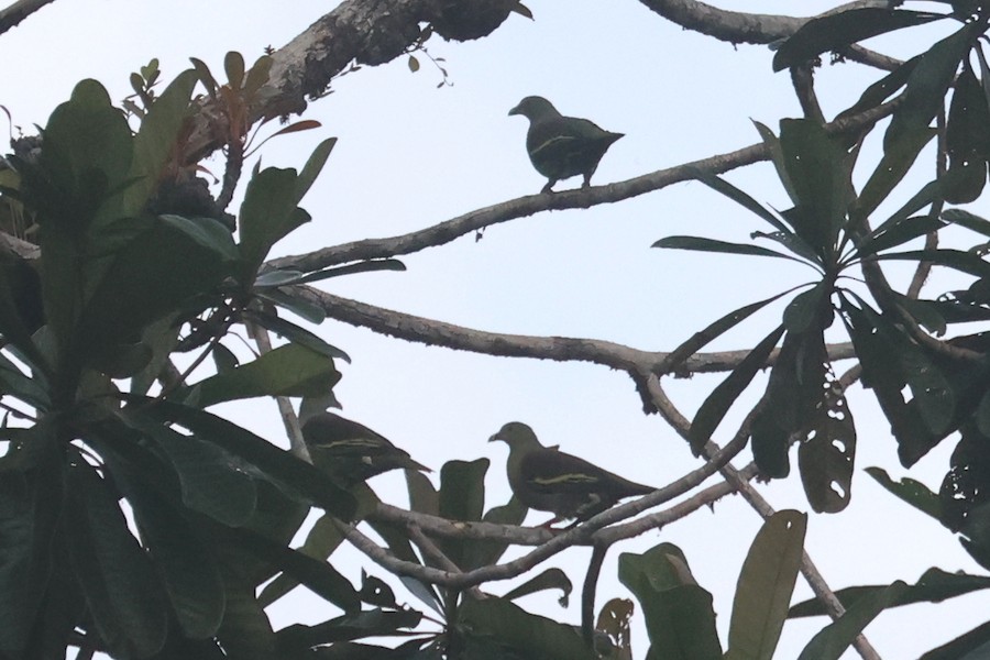 Vinago piquigrueso (isla Enggano) - eBird