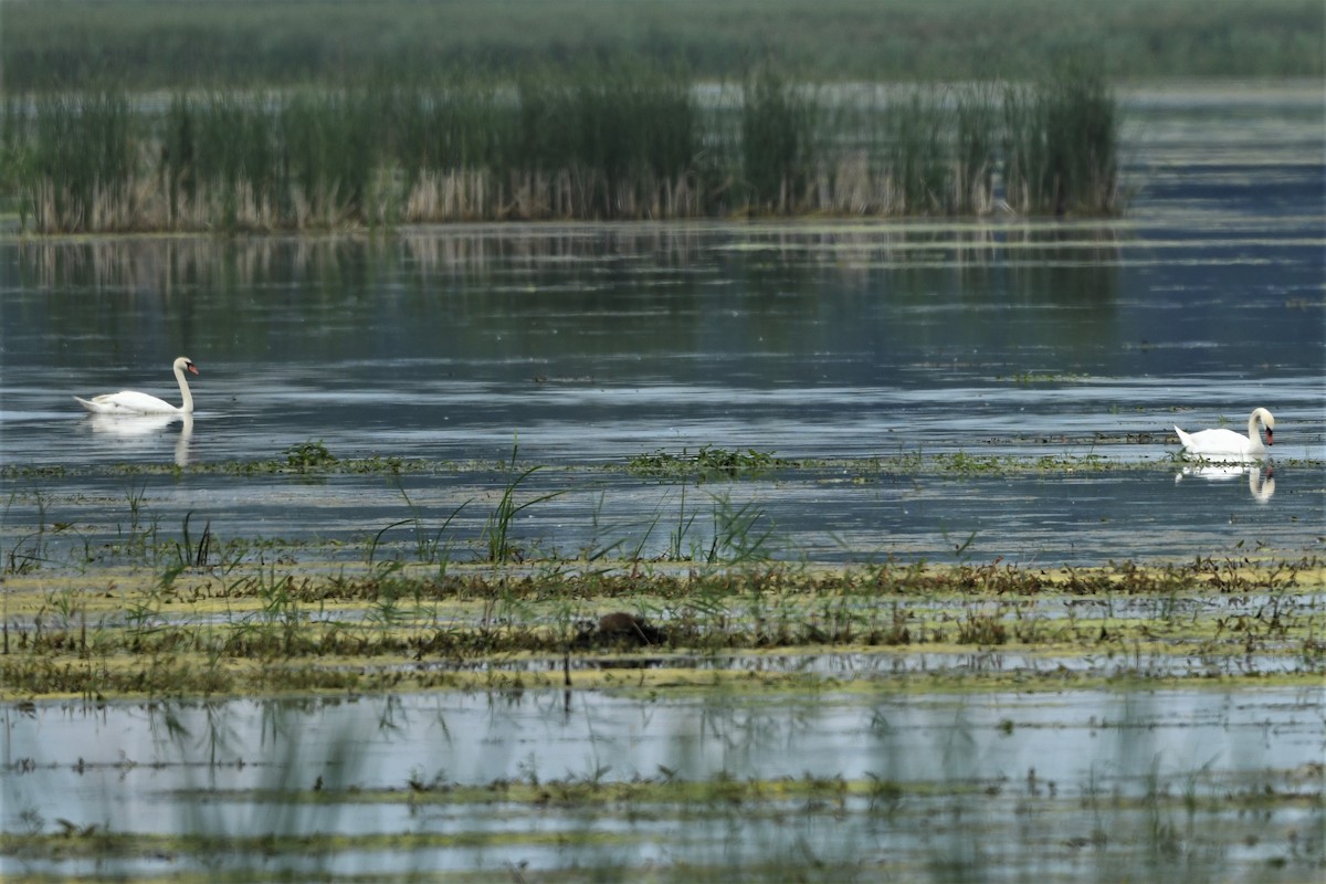 eBird Checklist - 5 Jul 2024 - Montezuma NWR--Wildlife Drive - 58 species