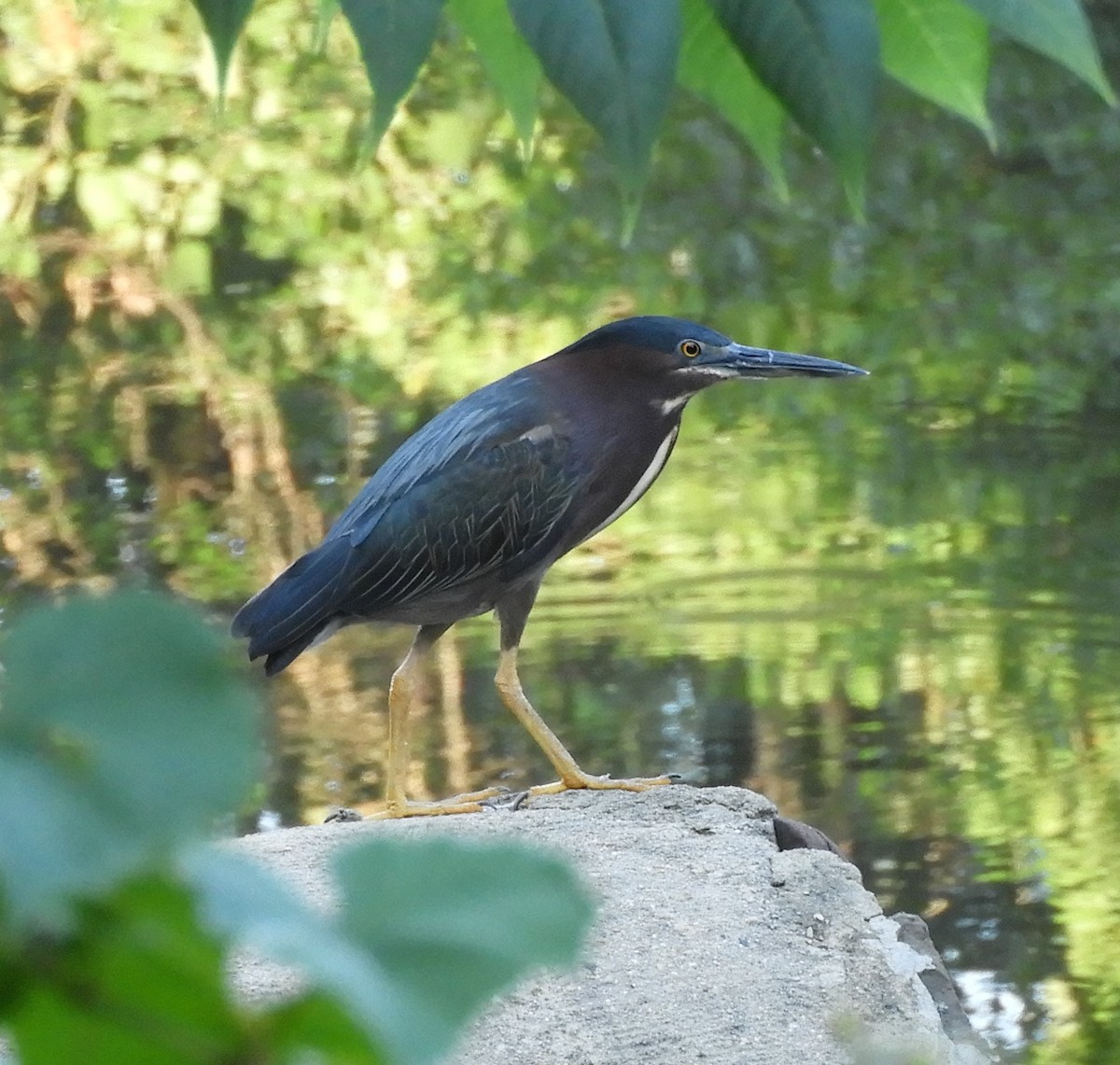 eBird Checklist - 11 Jul 2024 - Daniels Run Trail West - 11 species