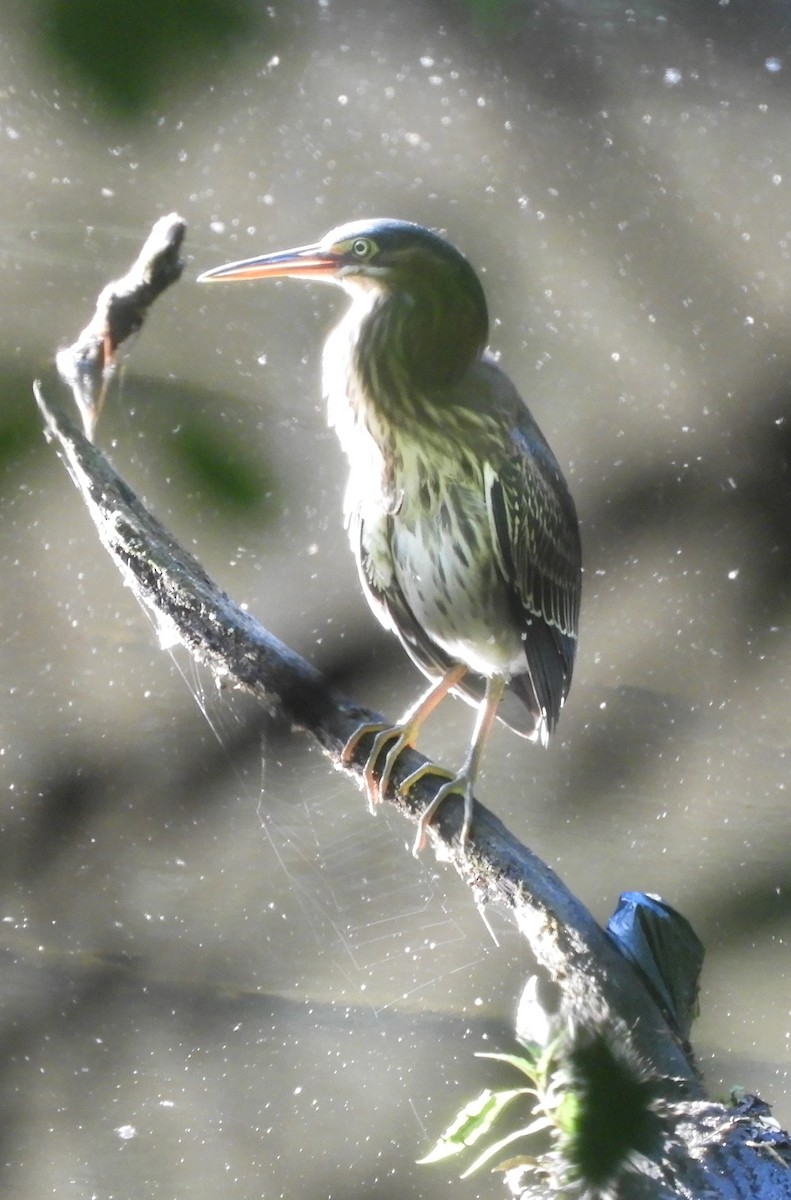eBird Checklist - 11 Jul 2024 - Ashby Pond Conservancy Site - 13 species