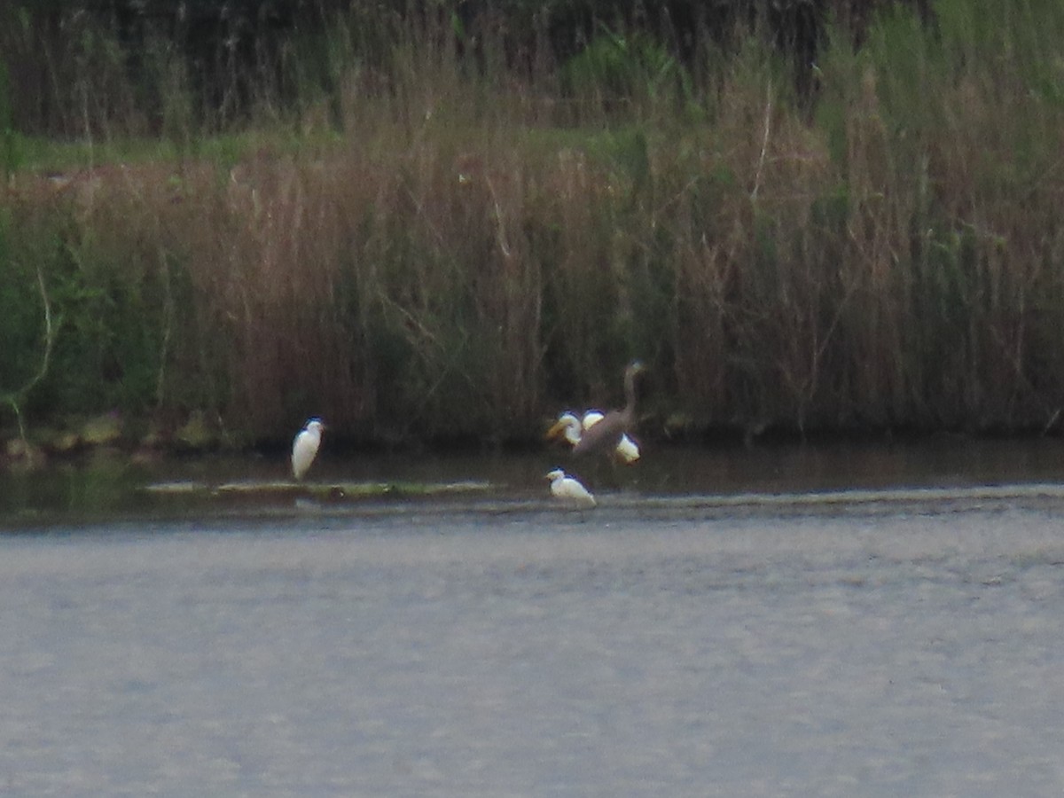eBird Checklist - 11 Jul 2024 - Hog Island WMA - 56 species