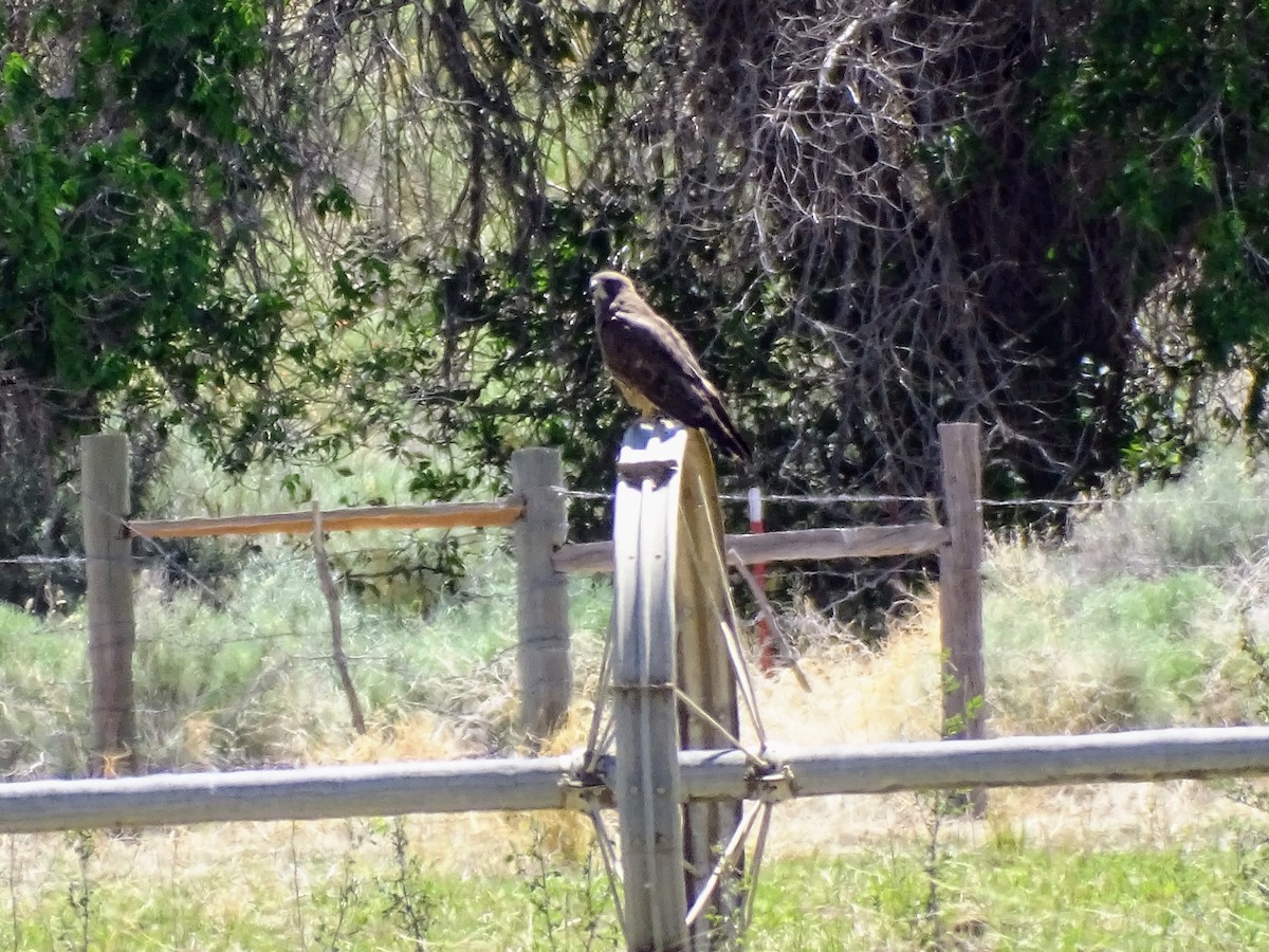 eBird Checklist - 29 May 2024 - Deep Springs College (restricted access ...