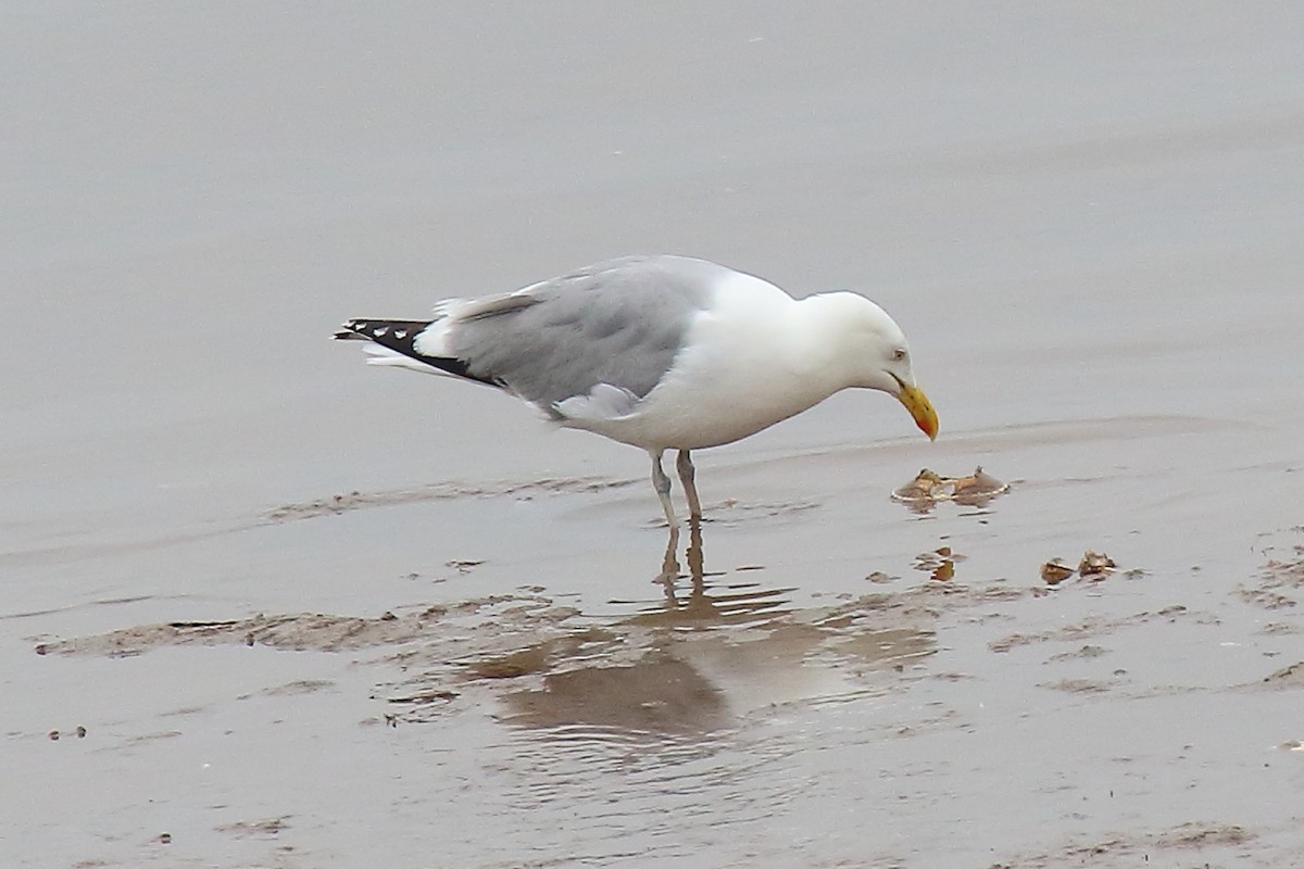 eBird Checklist - 29 Jun 2024 - Digby Harbor - 4 species