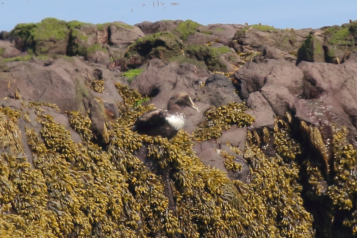 eBird Checklist - 2 Jul 2024 - Digby Neck--Gullivers Cove - 10 species
