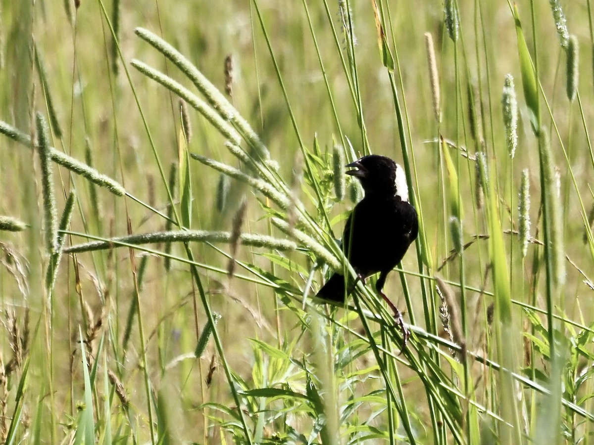 eBird Checklist - 11 Jul 2024 - Notchview (TTOR) - 12 species