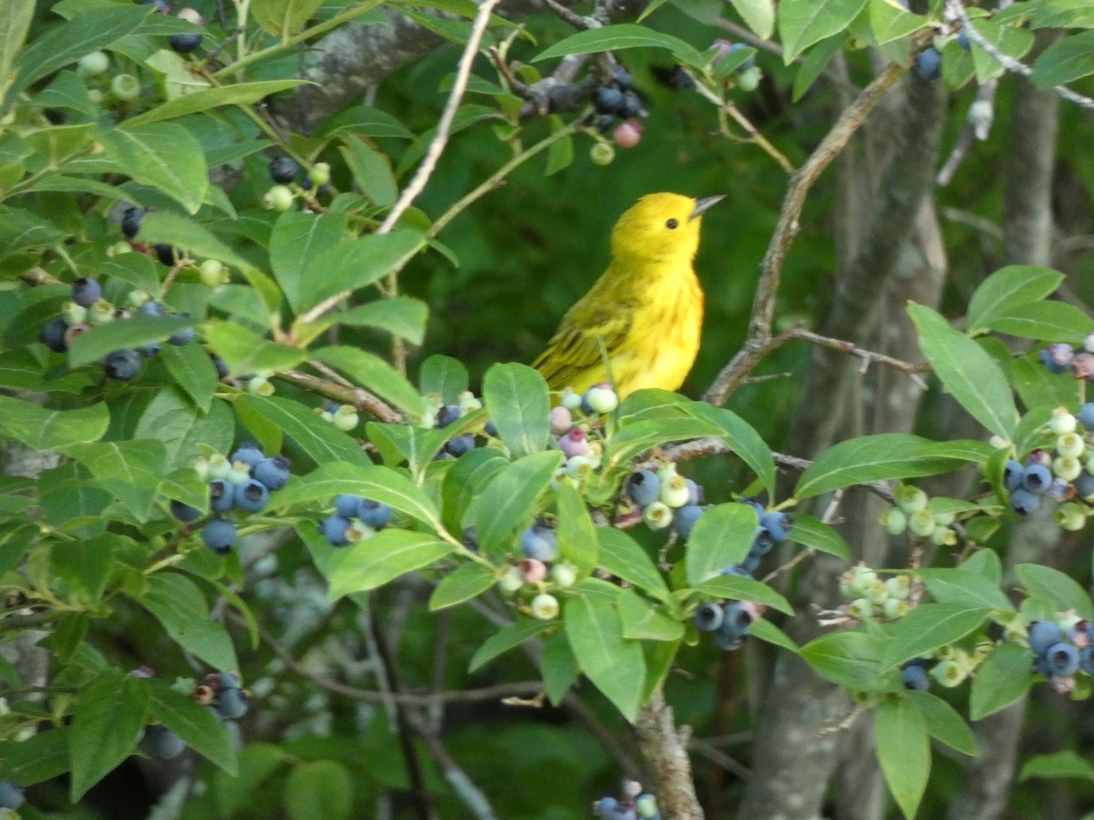 eBird Checklist - 11 Jul 2024 - Grey Rocks Conservation Area, Hebron ...