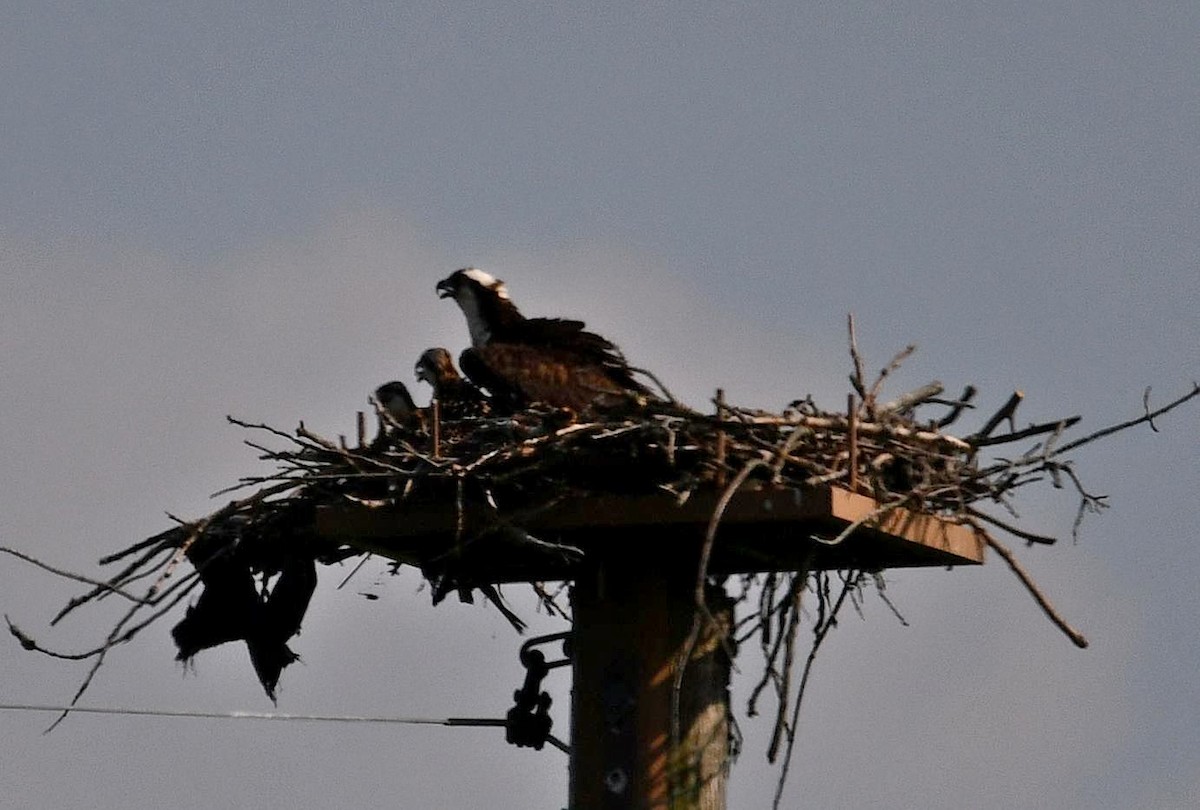 eBird Checklist - 11 Jul 2024 - Auroraville Osprey Nesting Platform - 4 ...