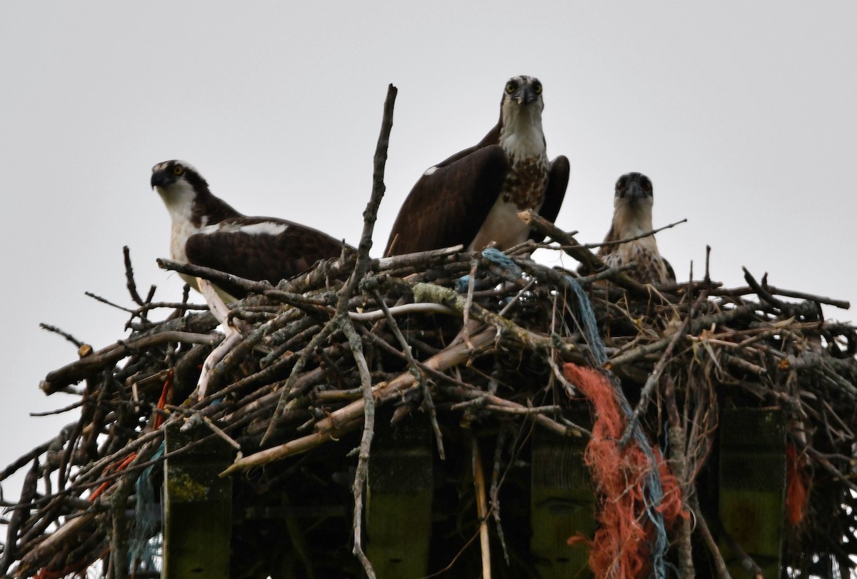 eBird Checklist - 9 Jul 2024 - Borth Osprey Nesting Platform - 2 species