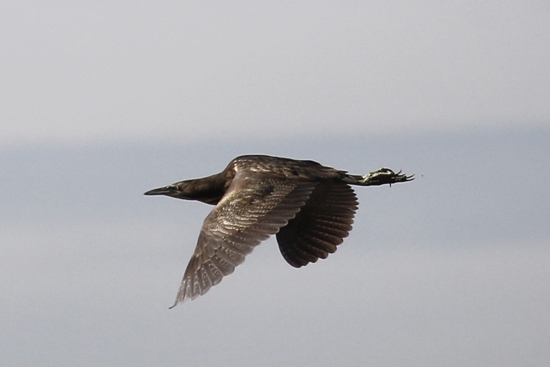 eBird Checklist - 12 Jul 2024 - Hunter Wetlands National Park--Hexham ...