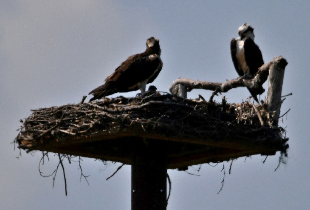 eBird Checklist - 11 Jul 2024 - Tustin Osprey Nesting Platform - 1 species