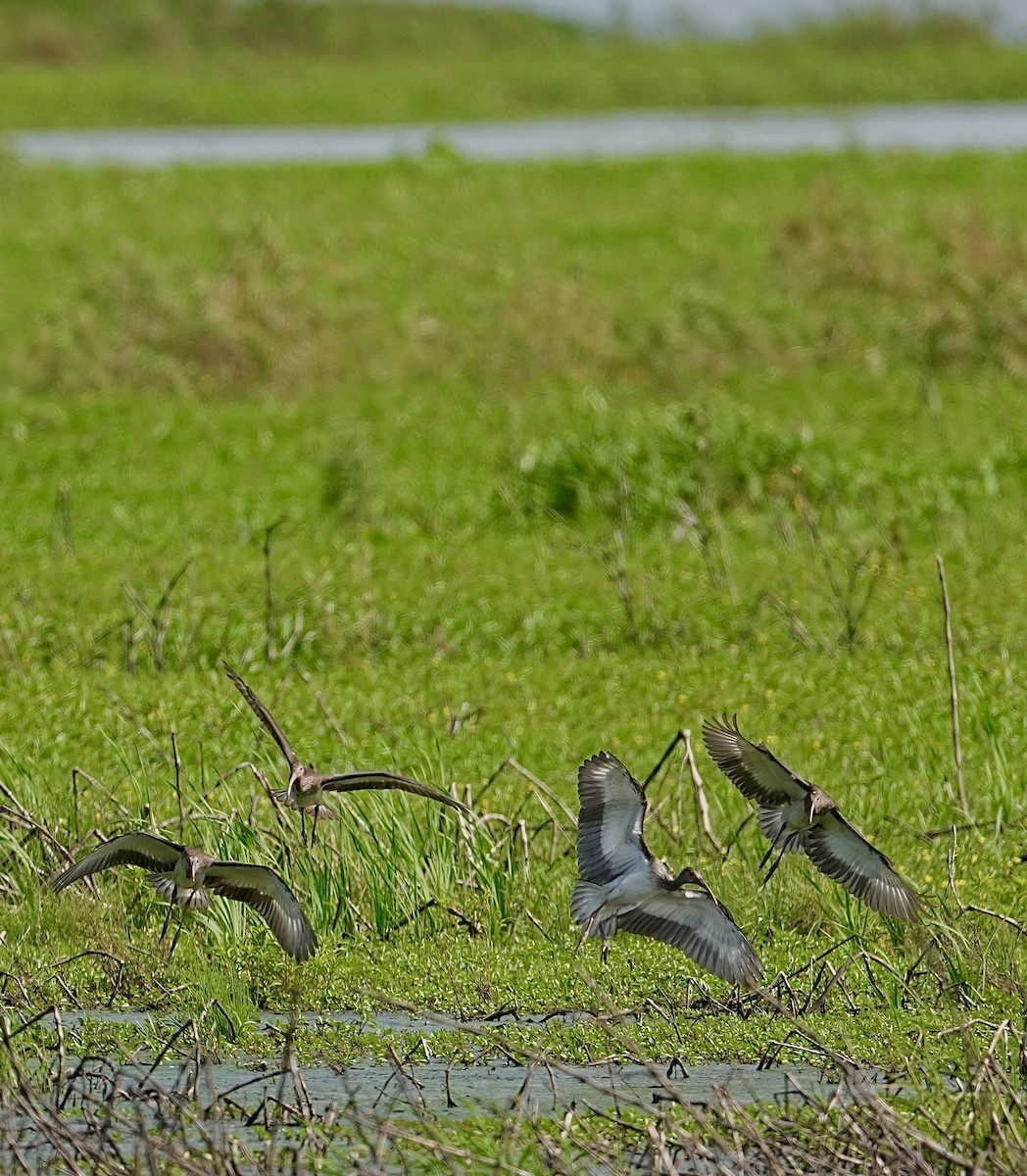 eBird Checklist - 11 Jul 2024 - Goose Pond FWA--GP10N - 20 species
