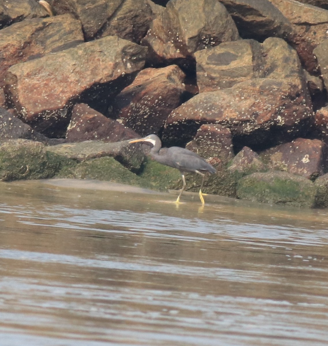 ML621396713 - Western Reef-Heron - Macaulay Library