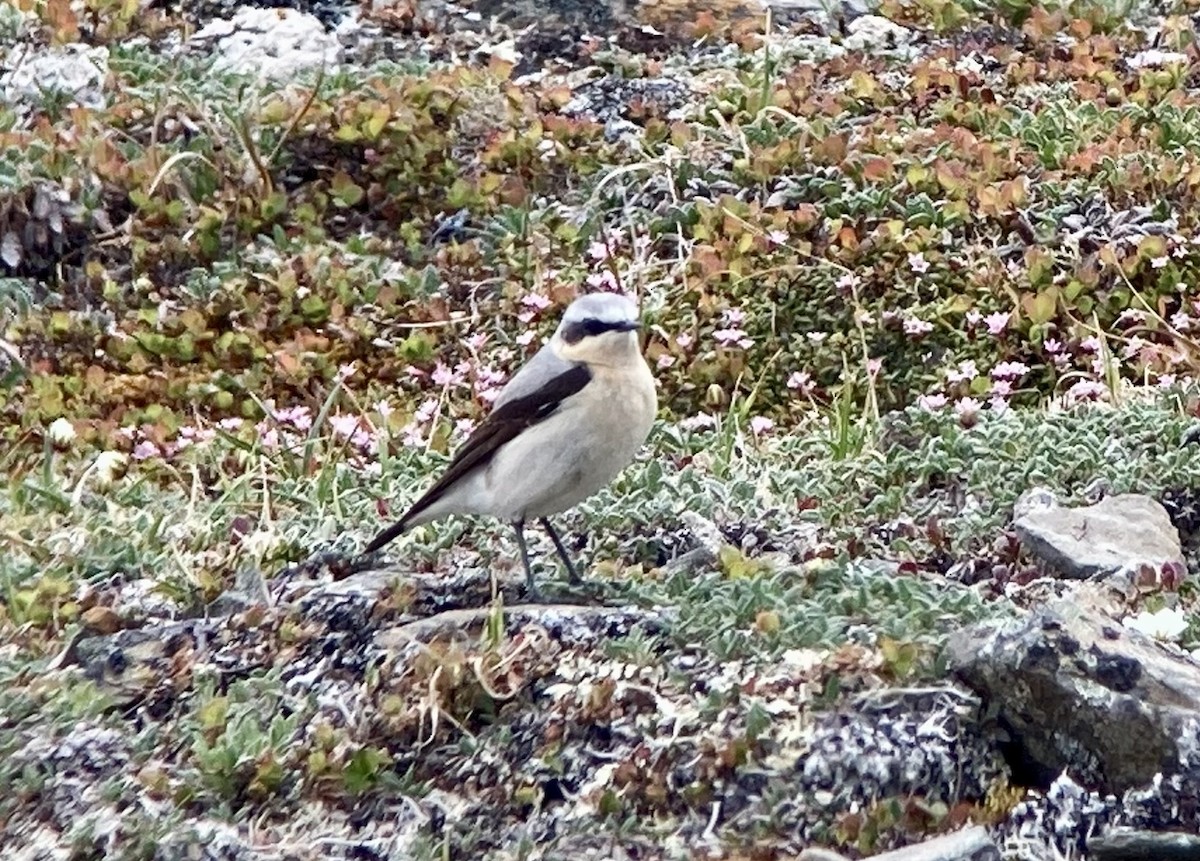 eBird Checklist - 13 Jun 2024 - Bob Blodgett Highway, Alaska, US (64. ...