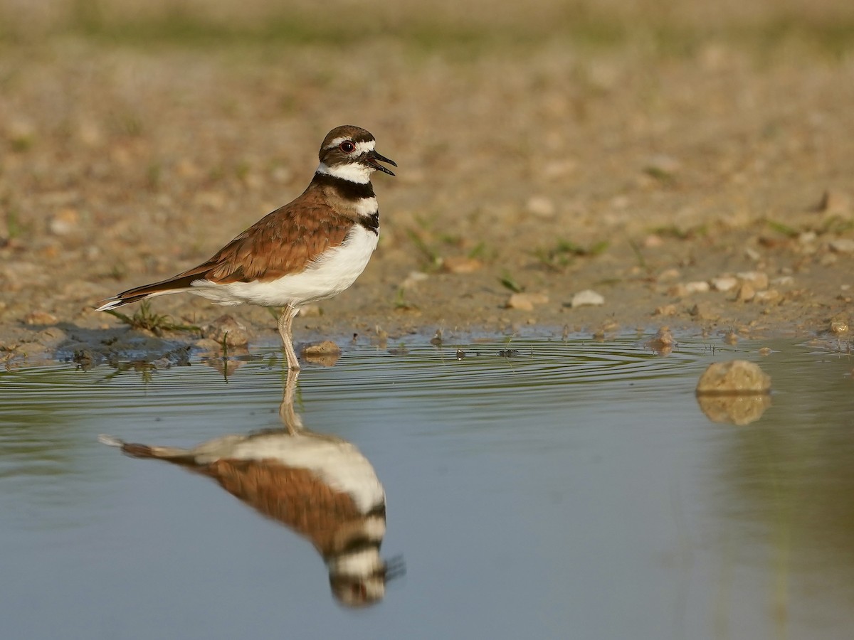 eBird Checklist - 12 Jul 2024 - Oakes Quarry Park - 4 species