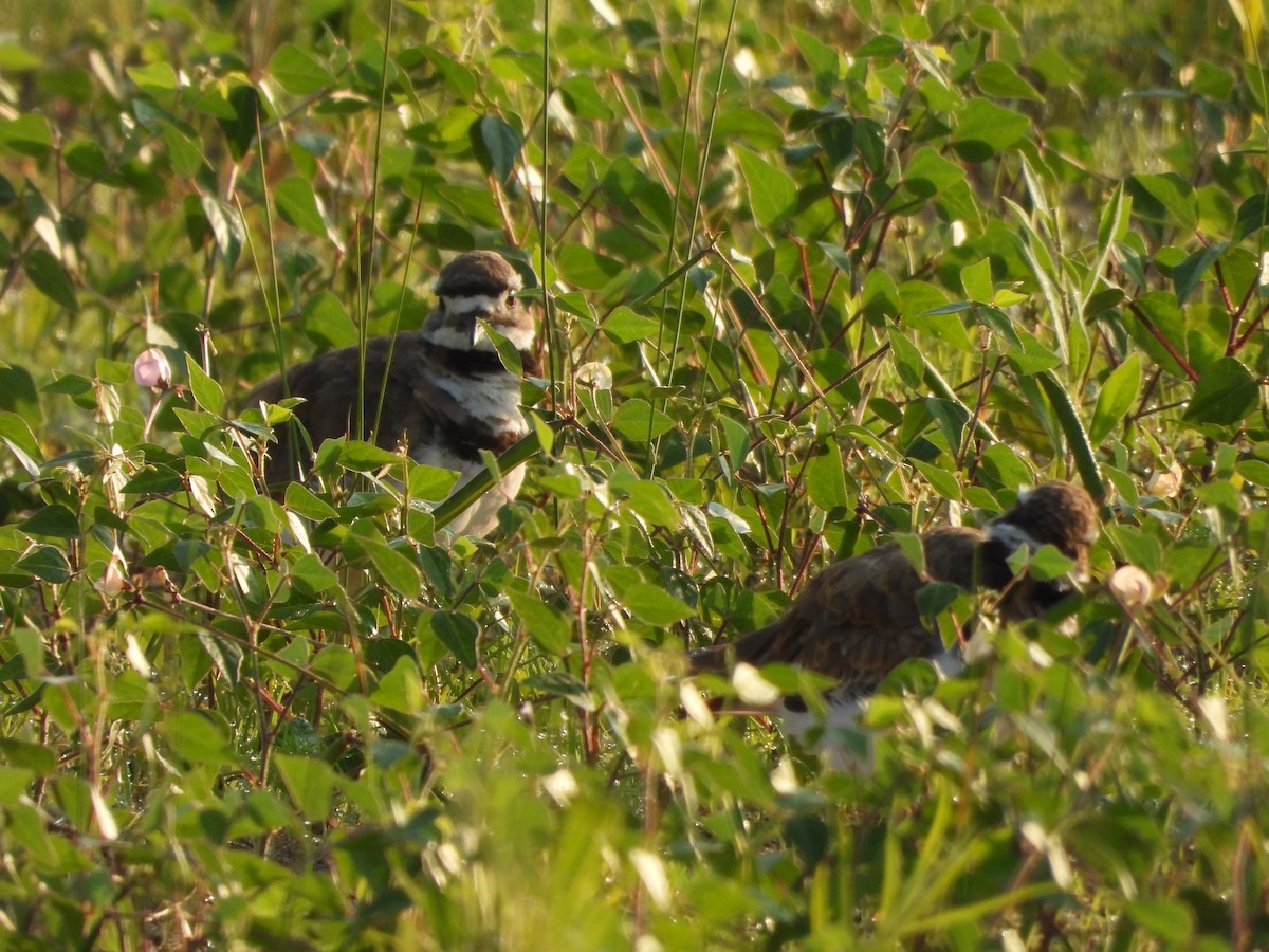 eBird Checklist - 12 Jul 2024 - Montrose Point Bird Sanctuary, Lincoln ...