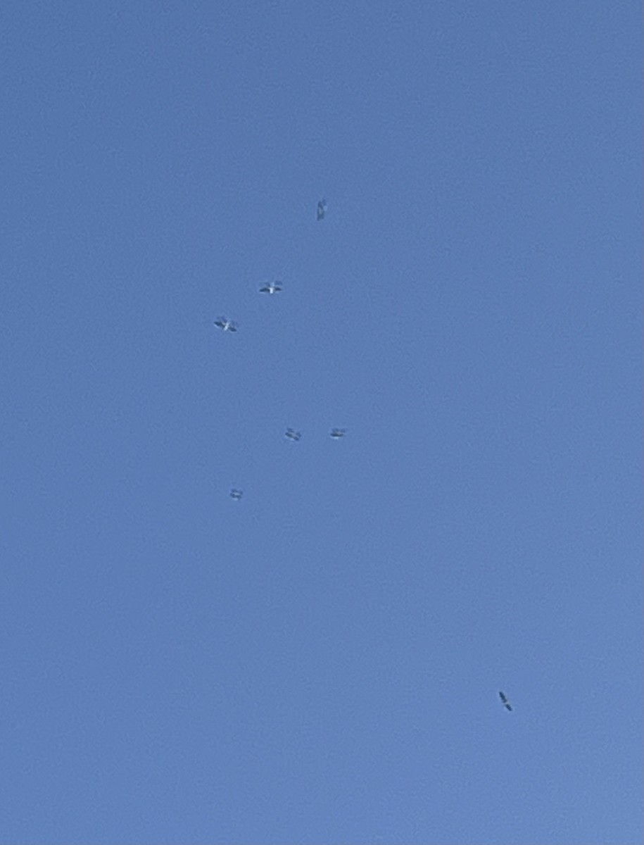 eBird Checklist - 12 Jul 2024 - Tamarac NWR - 48 species