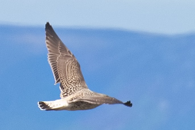 ML621404338 - Great Black-backed Gull - Macaulay Library