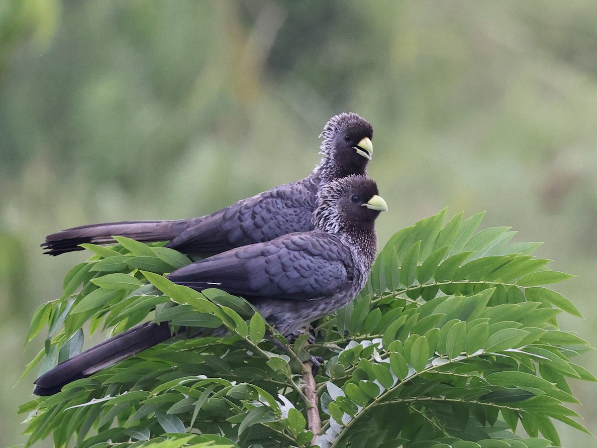 eBird Checklist - 16 Jun 2024 - Entebbe Swamp - 46 species