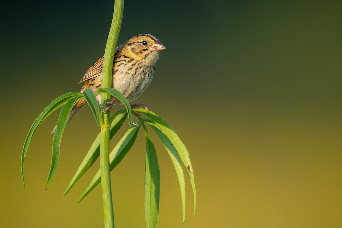 eBird Checklist - 11 Jul 2024 - Bobolink Family Picnic Area - 20 species