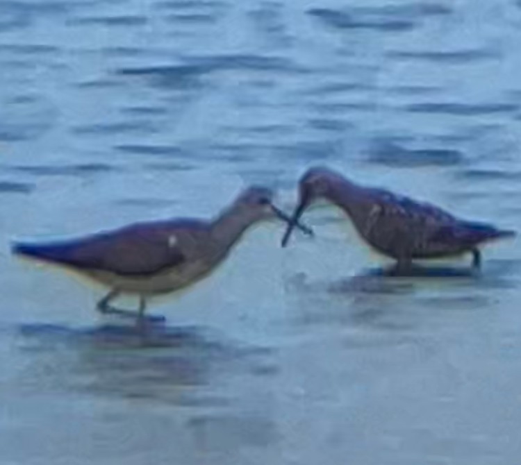 eBird Checklist - 12 Jul 2024 - Jamaica Bay Wildlife Refuge--East Pond ...