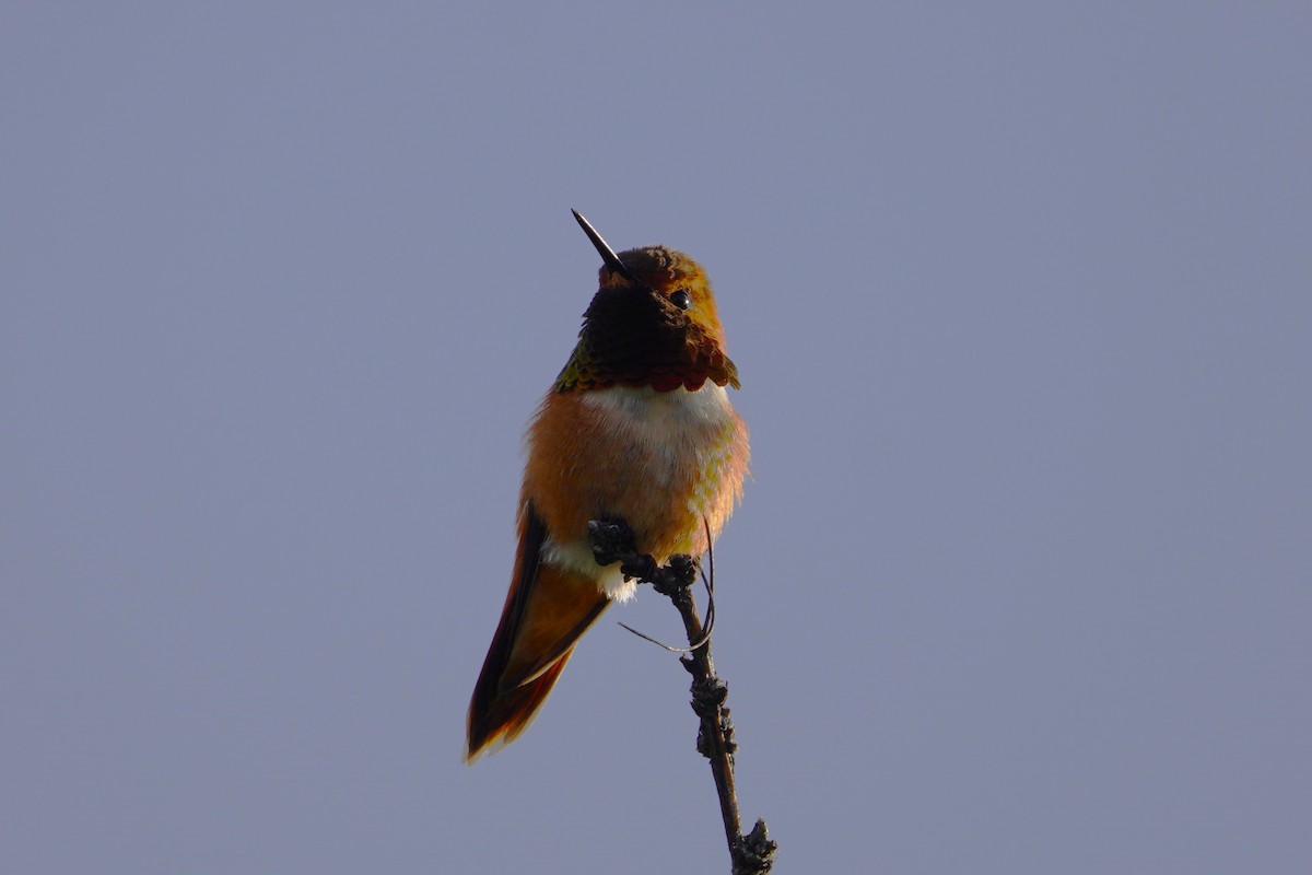 eBird Checklist - 20 Jun 2024 - Geikie Street,Jasper - 1 species
