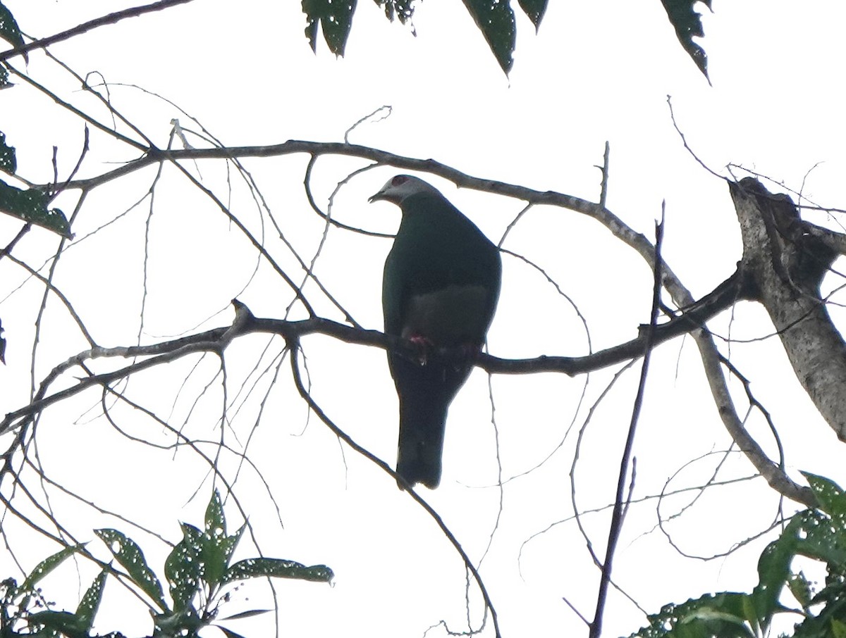 eBird Checklist - 13 Jul 2024 - Siburan Forest - 24 species (+1 other taxa)
