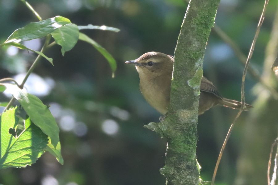 Evergreen-forest Warbler (Eastern) - eBird