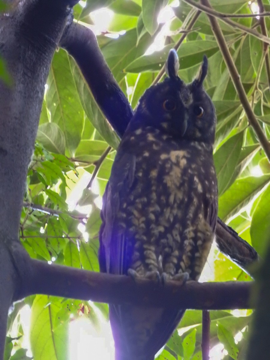 eBird Checklist - 13 Jul 2024 - RNSC Altamira - 41 species