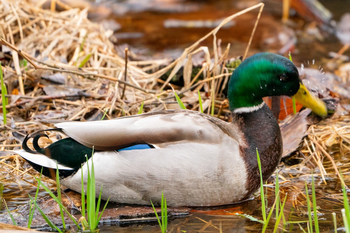 eBird Checklist - 17 Apr 2024 - T. S. Roberts Bird Sanctuary - 30 species