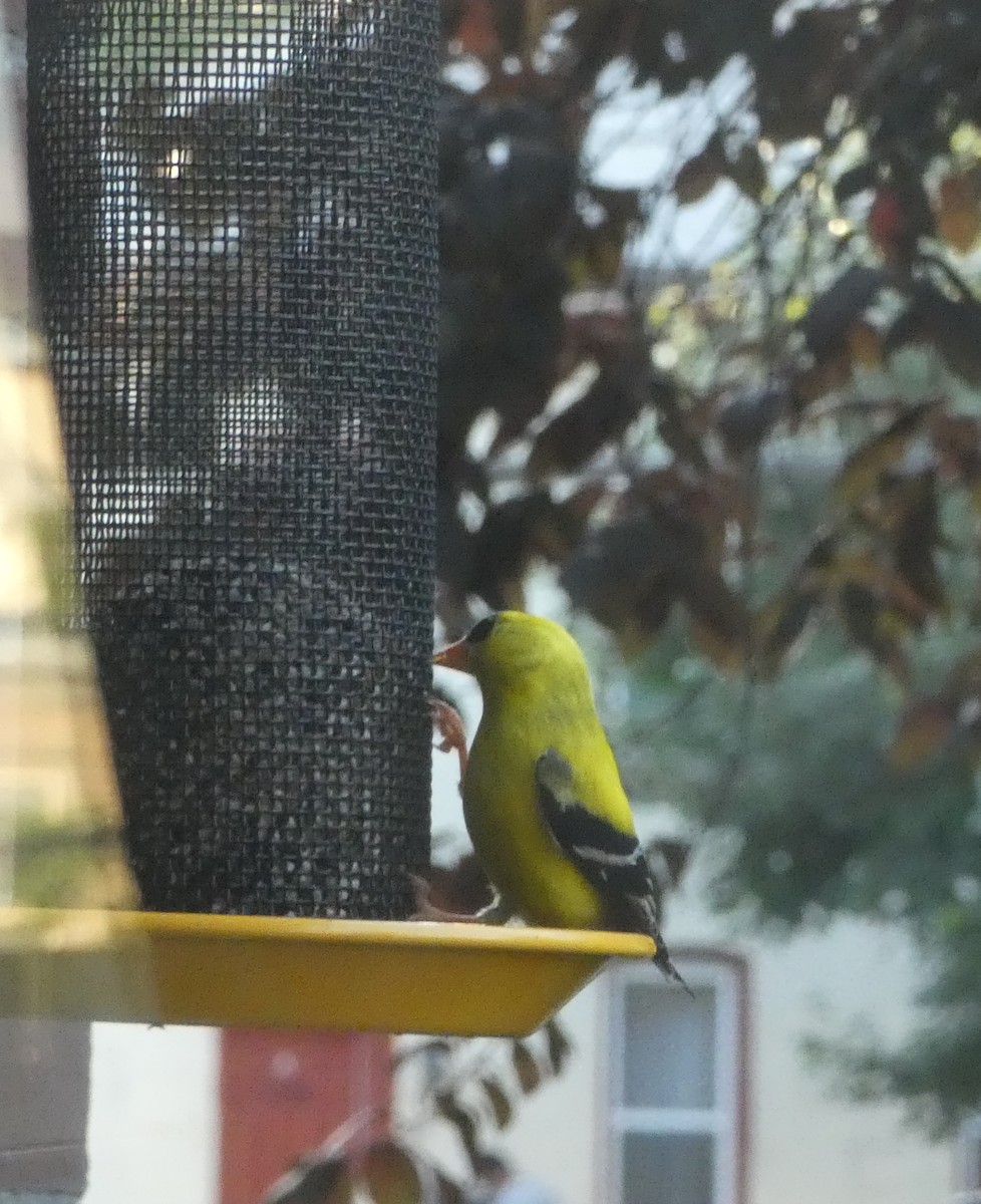 eBird Checklist - 11 Jul 2024 - King East, Kitchener, ON, Canada - 8 ...