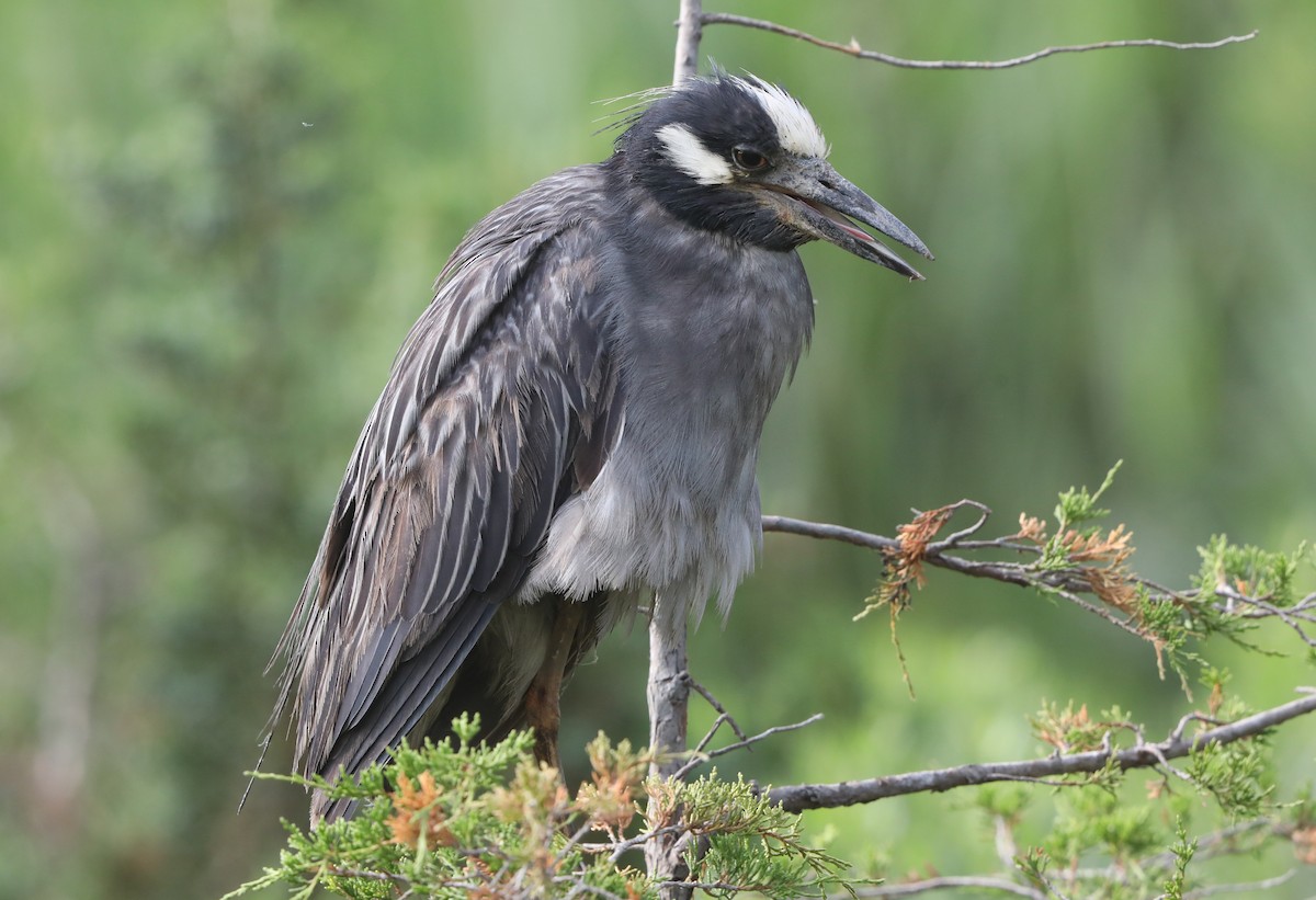 eBird Checklist - 10 Jul 2024 - NJ-52 S, Ocean City US-NJ (39.2880,-74. ...