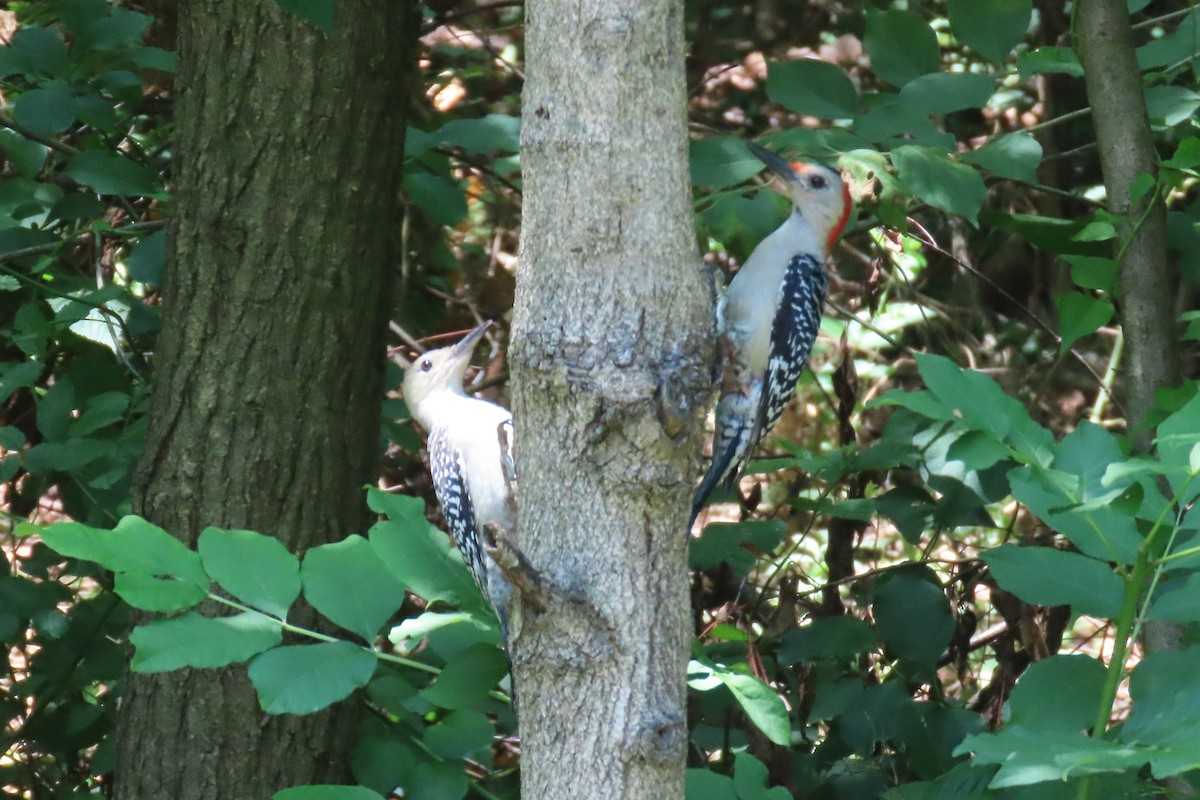 Pennsylvania Bird Atlas Checklist - 8 Jul 2024 - Wolfe Mt. - 14 species