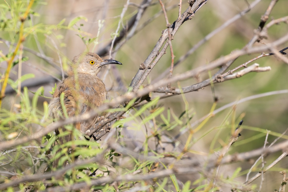 eBird Checklist - 13 Jul 2024 - I-20 Pond/Jenna Welch Nature Ctr. (FWTX ...