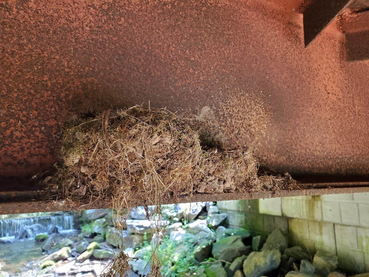 Pennsylvania Bird Atlas Checklist - 13 Jul 2024 - Tumbling Run Road ...