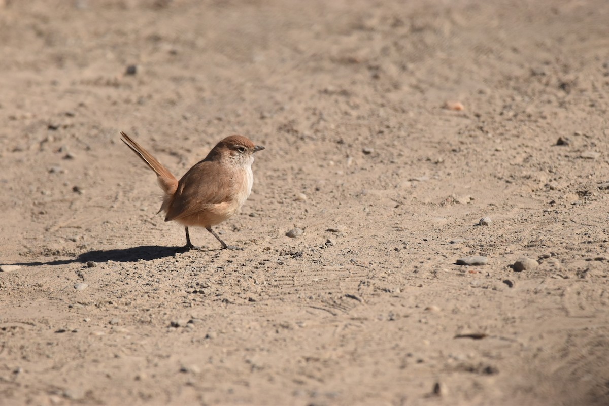 eBird Checklist - 13 Jul 2024 - Valle de la Luna, San Juan, AR (-30,115 ...