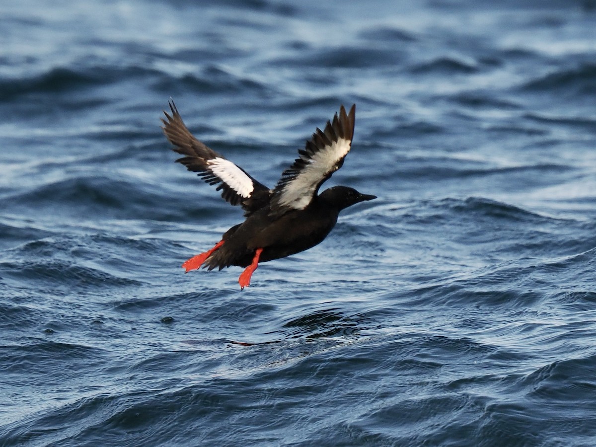 eBird Checklist - 13 Jul 2024 - Sagamore Creek, Portsmouth to Isles of ...