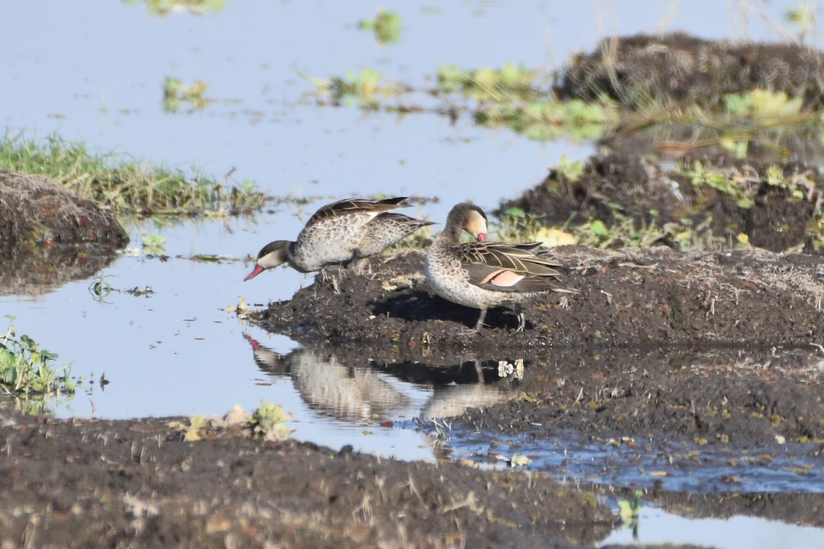 eBird Checklist - 23 Jun 2024 - Amboseli NP - 39 species