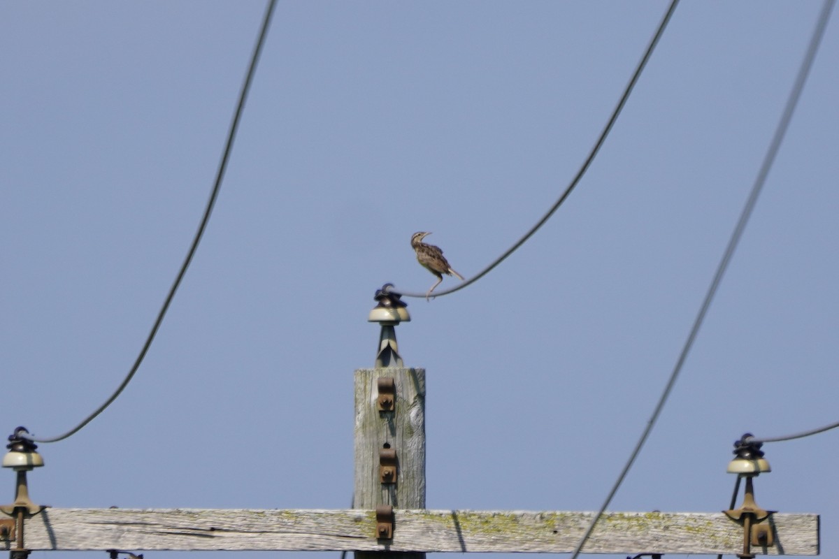 eBird Checklist - 13 Jul 2024 - W 300 N, Howe - 3 species
