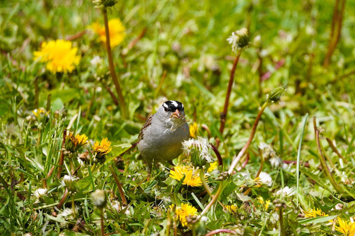 eBird Checklist - 18 Jun 2024 - Banff NP--Banff (town) - 1 species