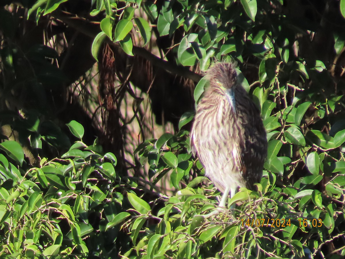 eBird Checklist - 14 Jul 2024 - Royal Harbour Cairns Esplanade. Birds ...