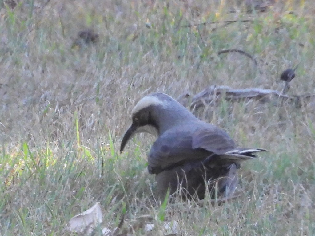 eBird Checklist - 14 Jul 2024 - Lillybrook Camping Area (Western Trail ...