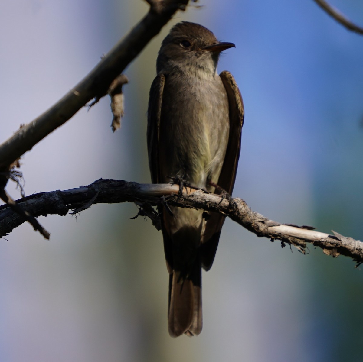 eBird Checklist - 11 Jul 2024 - Shadow Mountain Road - 6 species