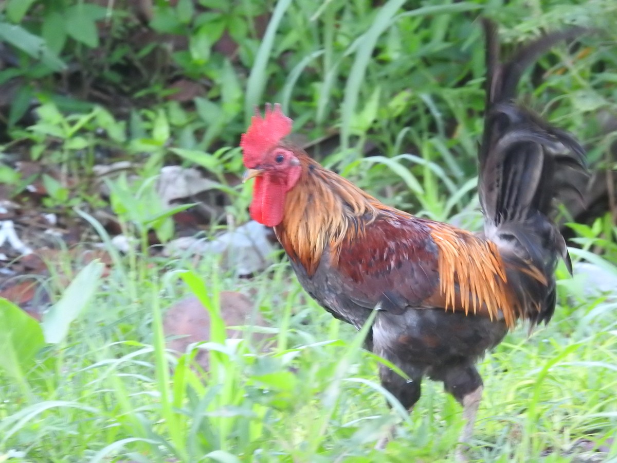 ML621466486 - Red Junglefowl (Domestic type) - Macaulay Library