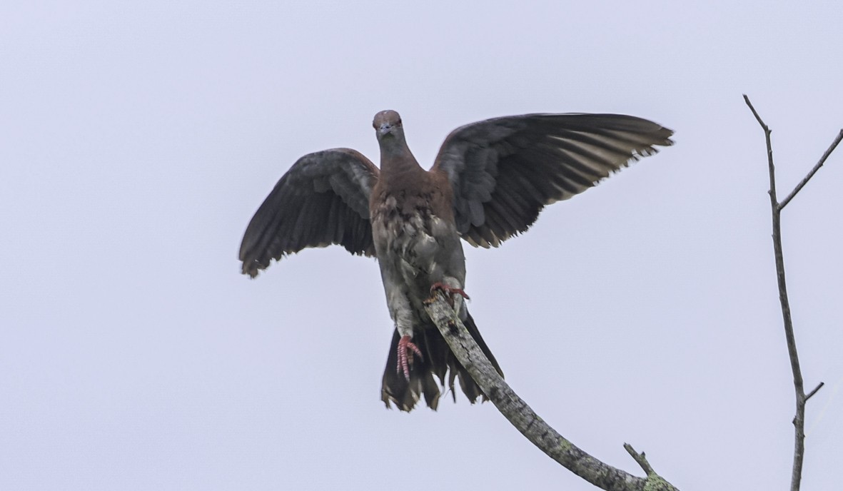 eBird Checklist - 28 Jun 2024 - Hato La Aurora--Ecolodge Juan Solito ...