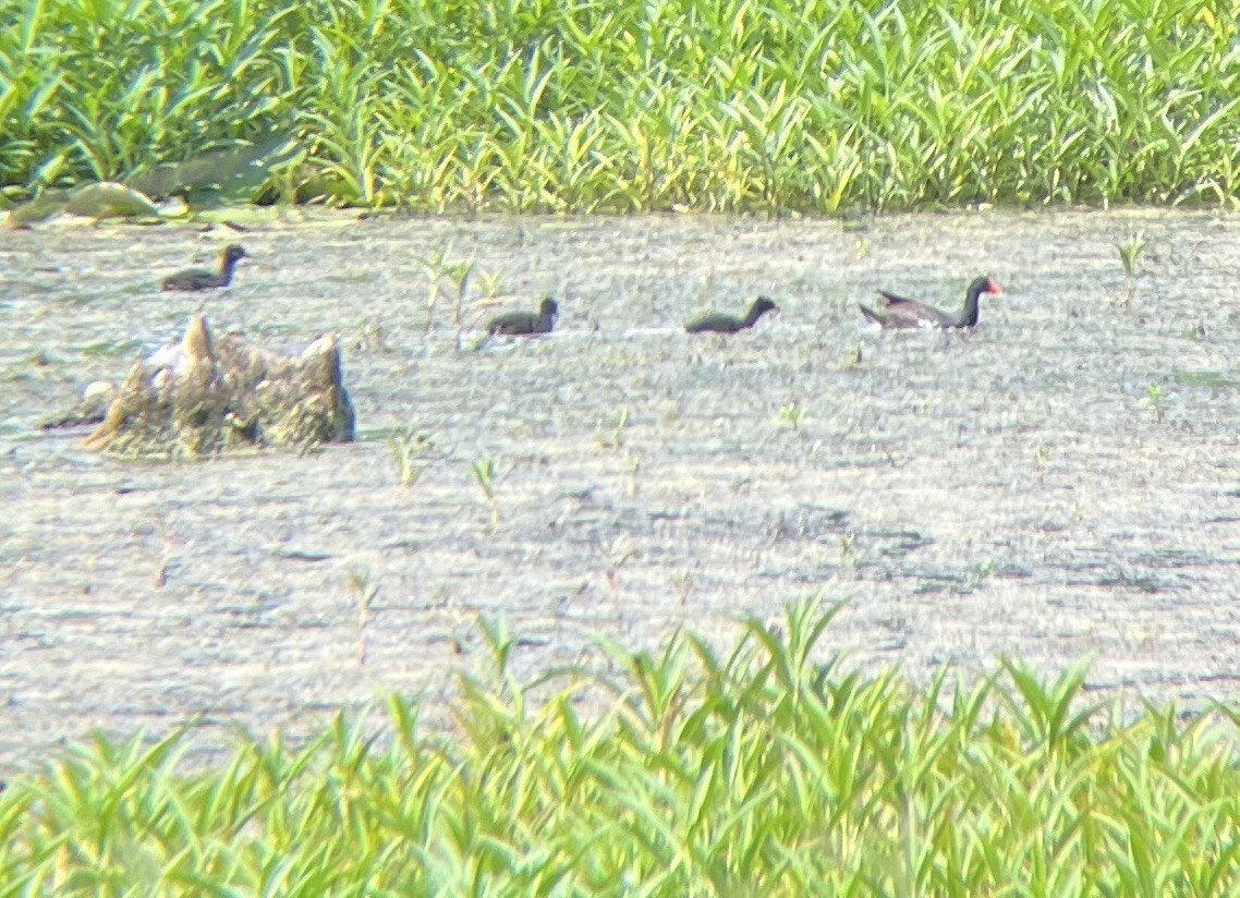 eBird Checklist - 14 Jul 2024 - Wheeler NWR--Blackwell Swamp (NABT 26 ...