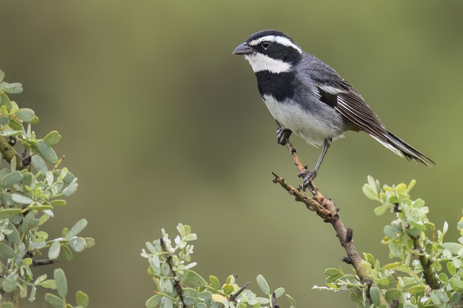Ringed Warbling Finch (Black-breasted) - eBird