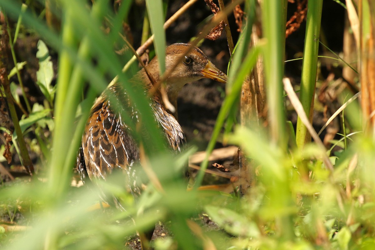 eBird Checklist - 14 Jul 2024 - Great Meadows NWR--Concord Unit - 18 ...