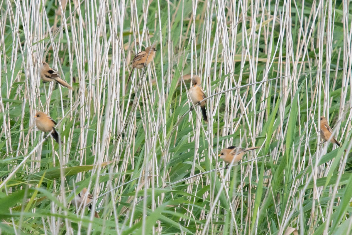 ML621476170 - Bearded Reedling - Macaulay Library