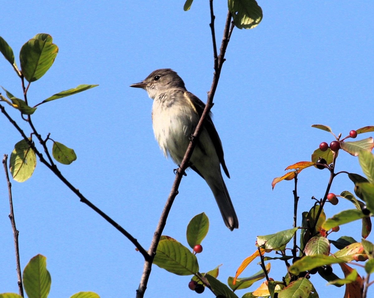 Pennsylvania Bird Atlas Checklist - 14 Jul 2024 - Peters Creek - 30 species