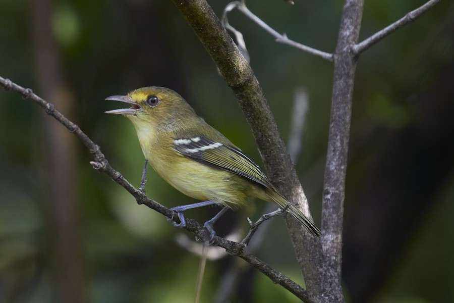 Vireo Manglero (paluster) - eBird